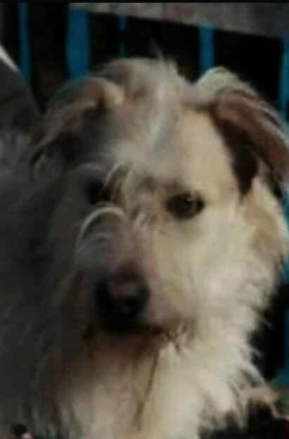 Stranger Things Dog | atelier-yuwa.ciao.jp