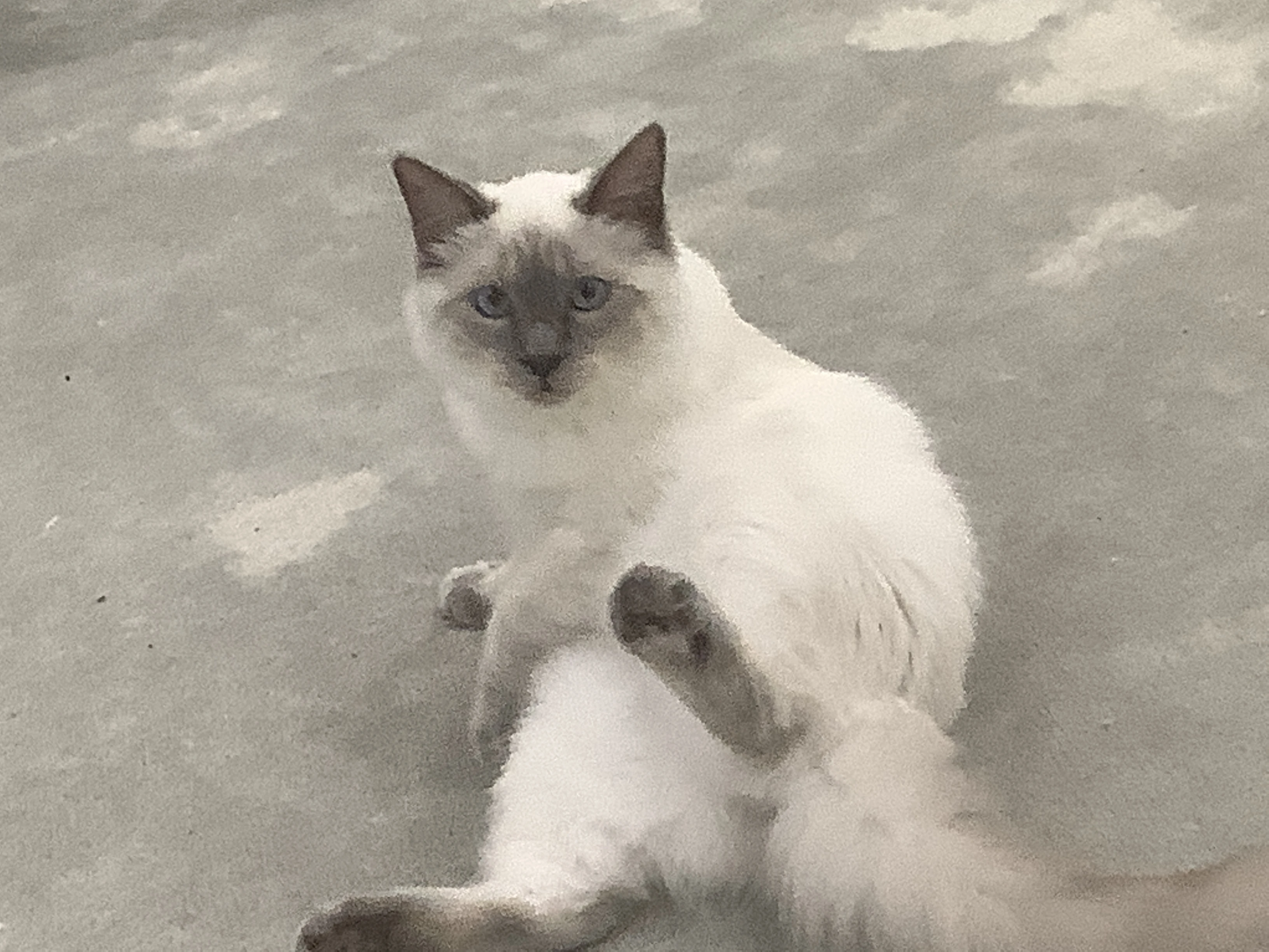 Meet My Kitty | Fandom