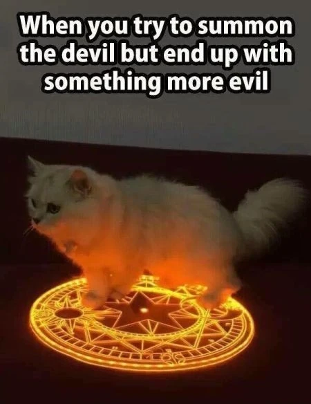 evil little grey cat | Fandom