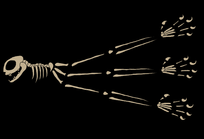 got bored and drew a felifaux skeleton | Fandom