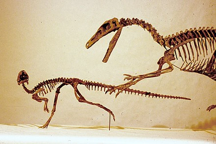 Paleo Exhibit | Fandom