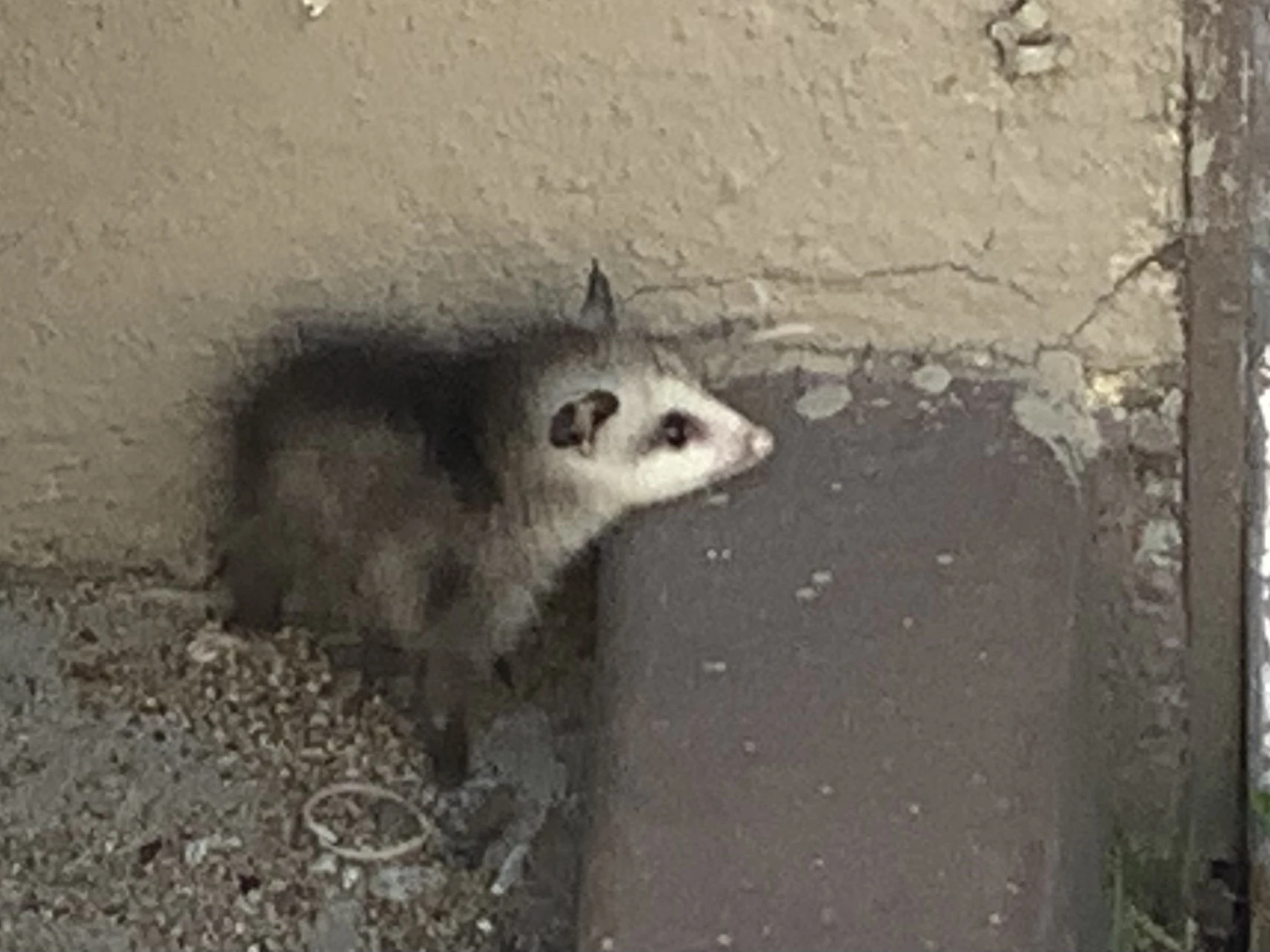 what do i name this disgusting vile sewer rat | Fandom