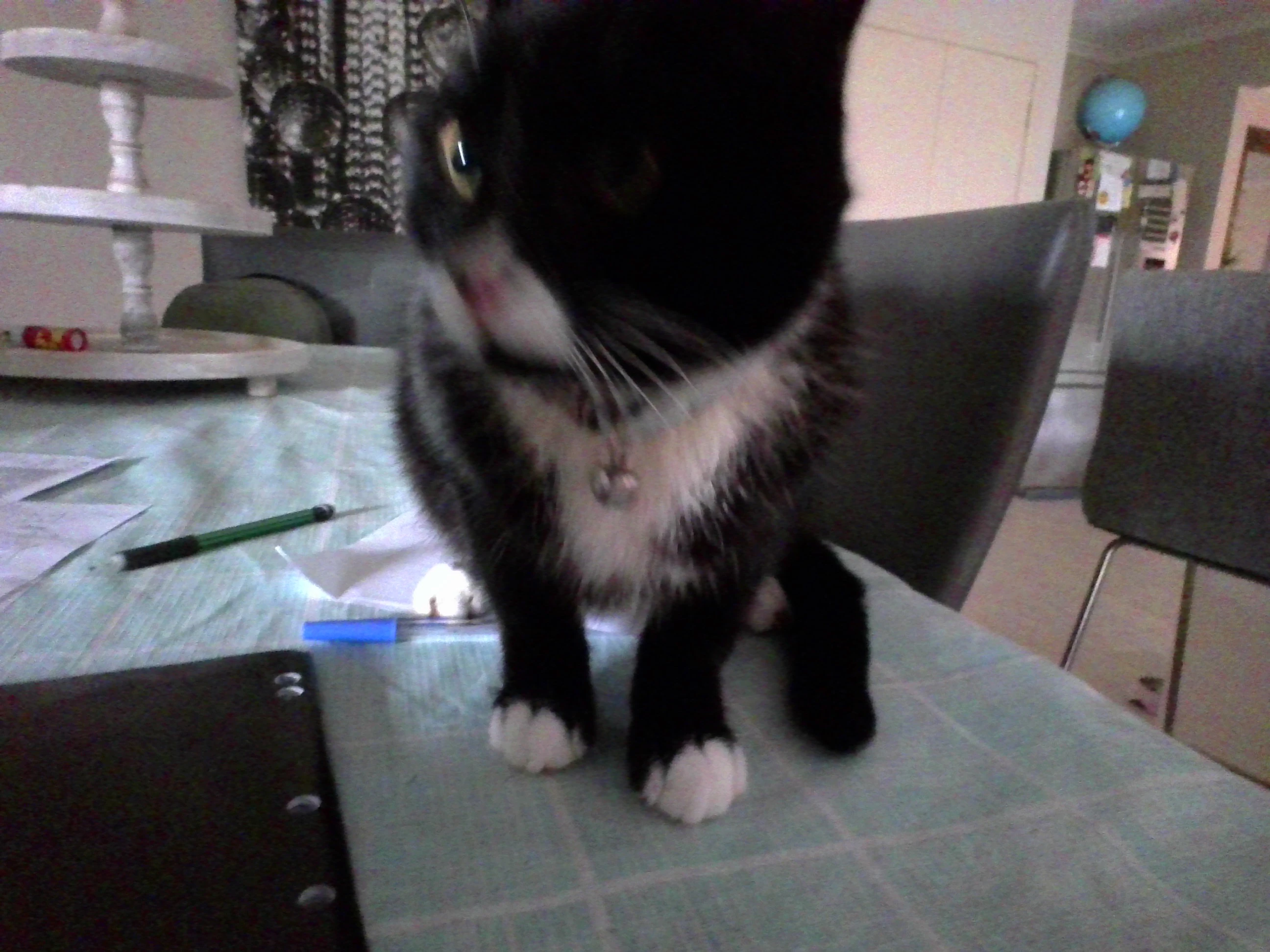 he's my precious cat