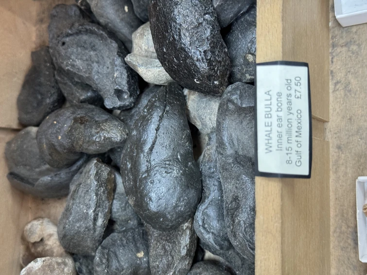 Spinosaurus jaw bone and whale inner ear bone | Fandom