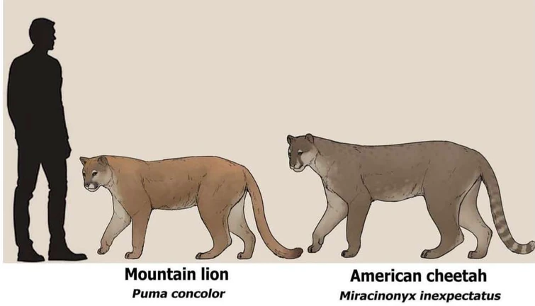 Giant Cheetah Skeletal (STILL A WIP) | Fandom