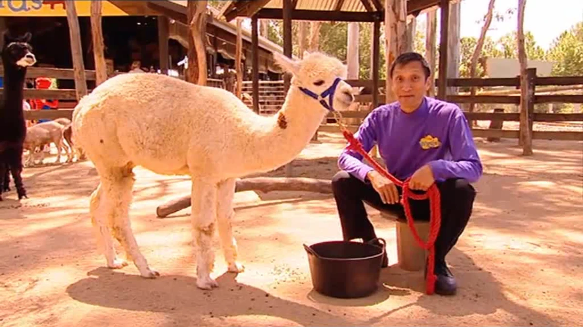 Amazing Alpaca | ABC For Kids Wiki | Fandom