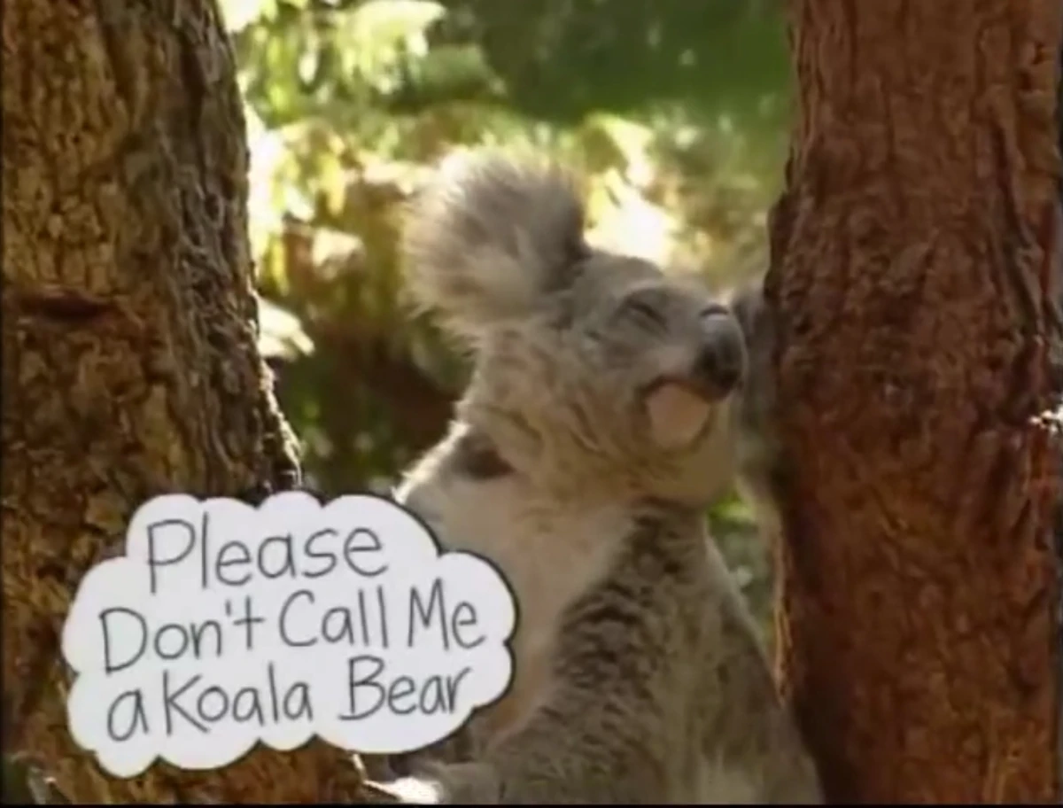 Please Don't Call Me A Koala Bear | ABC For Kids Wiki | Fandom