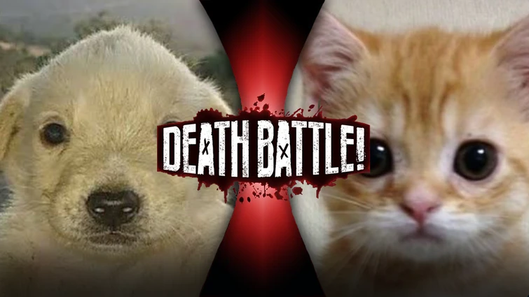 dogs vs cats | Fandom