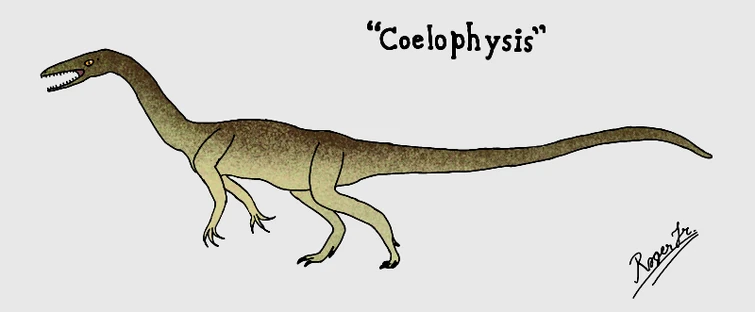 My drawing of Coelophysis according to the skeleton: | Fandom