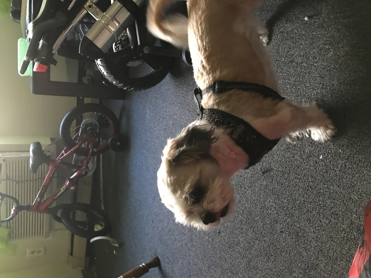 Doggle reveal?! Huhhh?! | Fandom