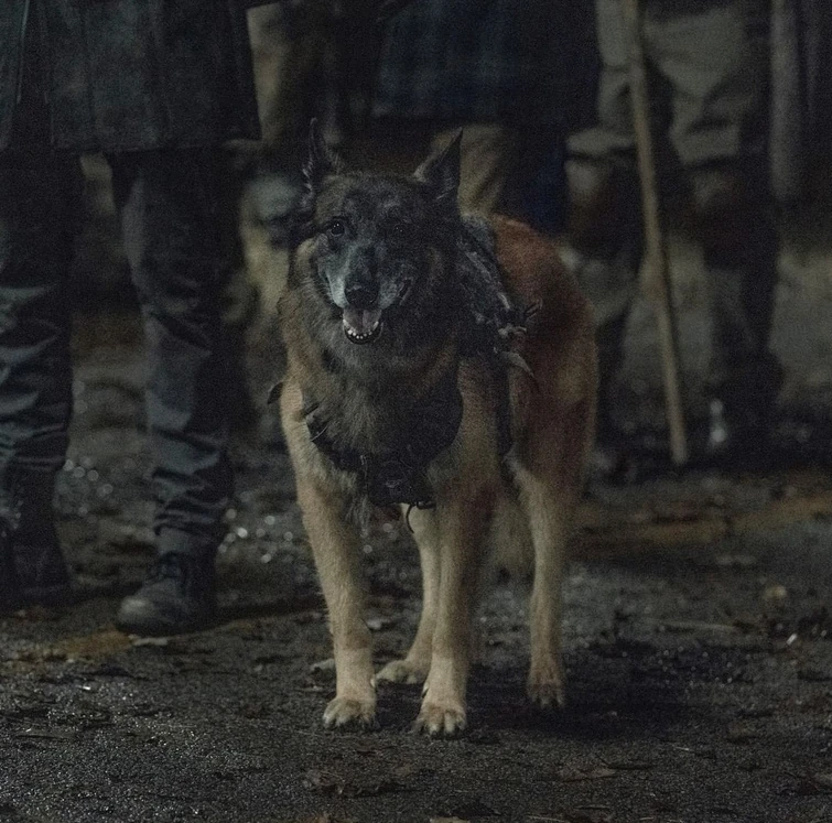 Discuss Everything About Walking Dead Wiki | Fandom