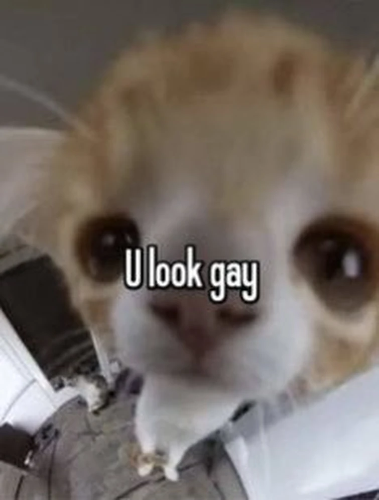 sedn silly pfp | Fandom