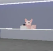 Bingus | Ability Wars Wiki | Fandom