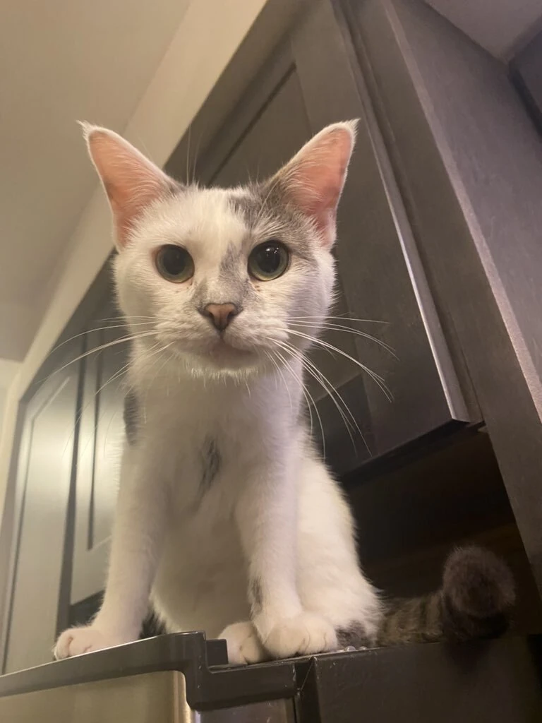 Chekov | AbsofruitlyAsh Wiki | Fandom