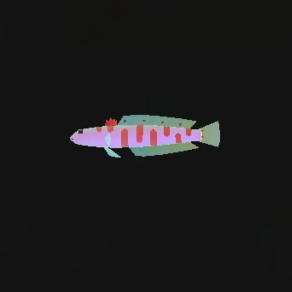 Red Spotted Sand Perch | Abyssrium Wikia | Fandom