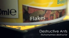 The Savage Destructive Ants | AC Family Wiki | Fandom