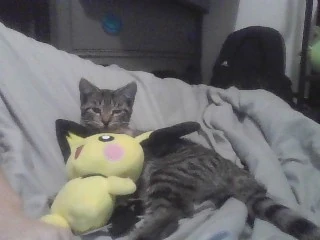 Cat+Pichu | Fandom