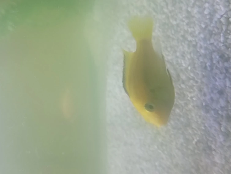 *insert evil laugh* | Fandom