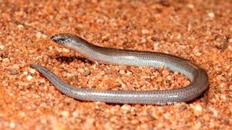 daily lizard fact #2 | Fandom