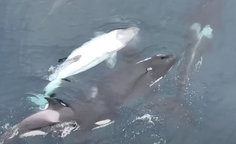 Discuss Everything About Fisch Wiki | Fandom