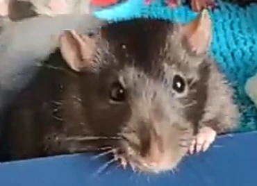 Discuss Everything About Cook Burgers Wiki | Fandom