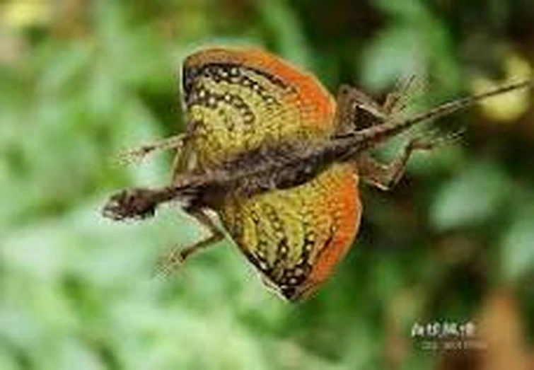 Daily lizard fact #3 | Fandom