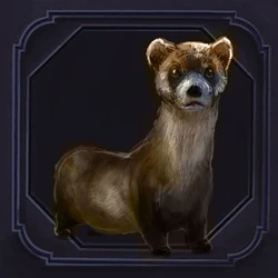 Familiar - Ferret | Academagia Wiki | Fandom