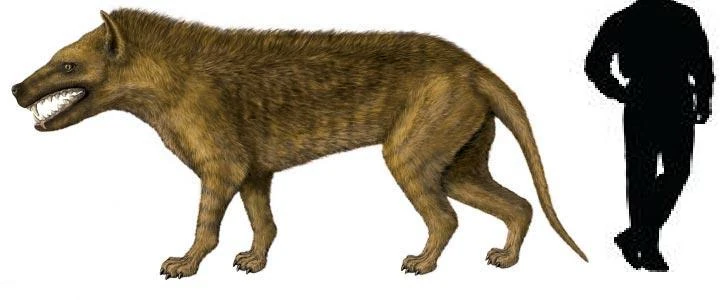 Hyaenodon | Wiki ACAM | Fandom