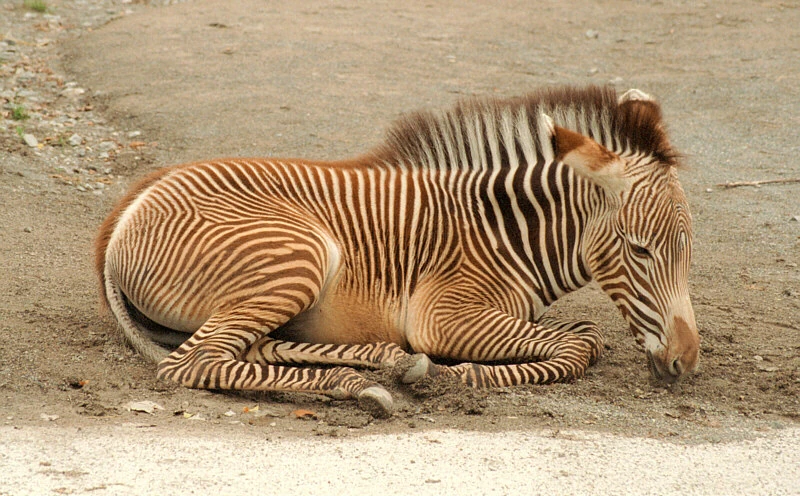 Cebra de Grevy | Wiki ACAM | Fandom