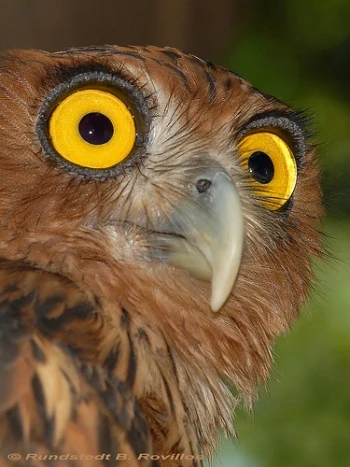 Búho filipino | Wiki ACAM | Fandom