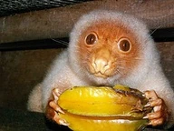 Cuscús moteado negro | Wiki ACAM | Fandom