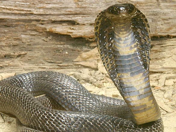 Cobra real. | Wiki ACAM | Fandom