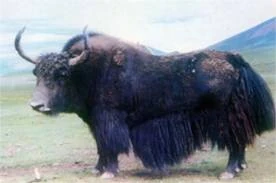 Seila | Wiki ACAM | Fandom