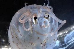 Calamar Lechón | Wiki ACAM | Fandom