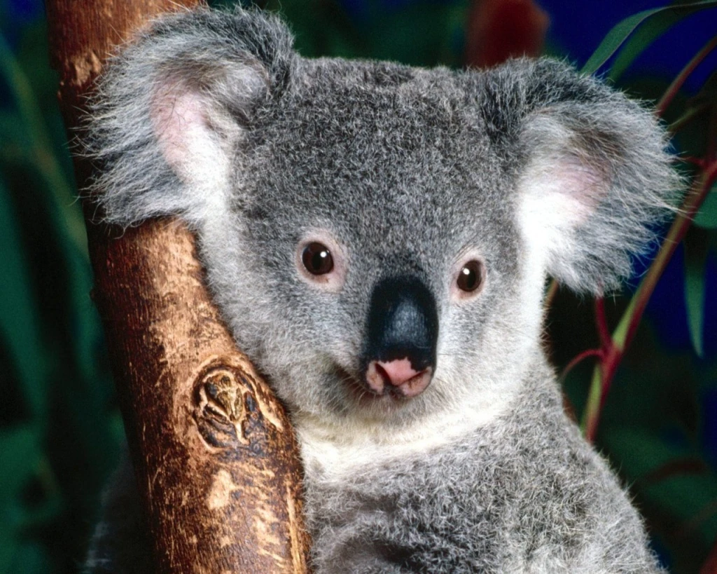 Koala | Wiki ACAM | Fandom
