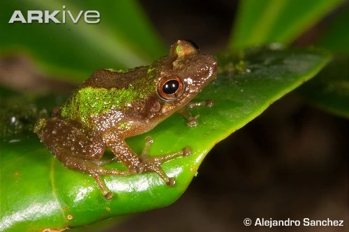 Coquí grillo | Wiki ACAM | Fandom