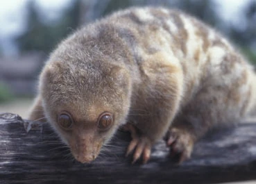 Cuscús moteado | Wiki ACAM | Fandom