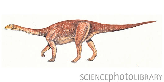 Camelotia | Wiki ACAM | Fandom