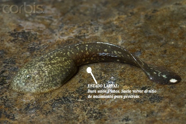 Rana con cola de las montañas | Wiki ACAM | Fandom