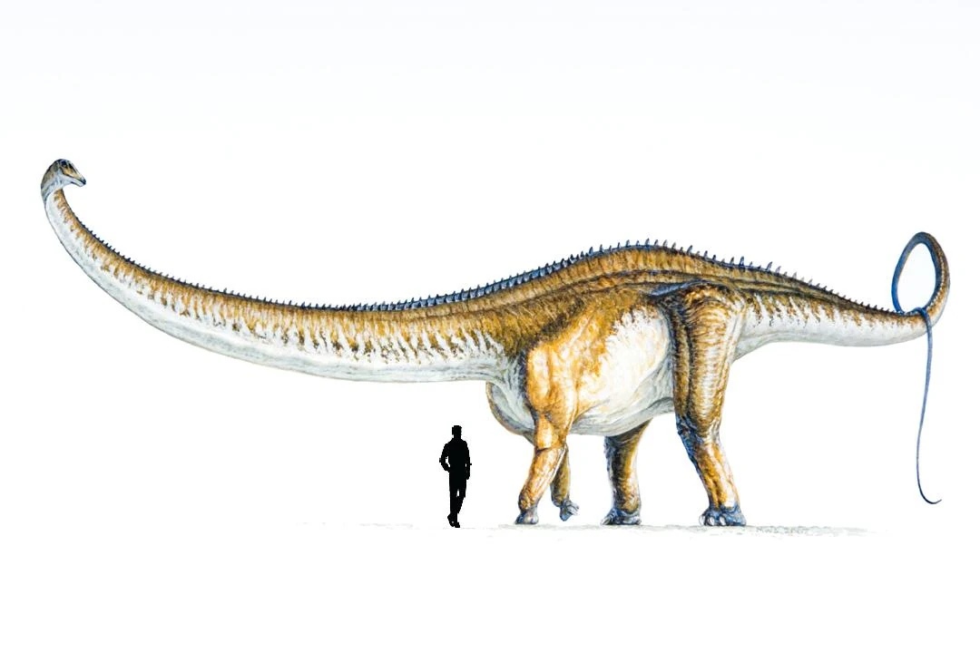 Barosaurus | Wiki ACAM | Fandom