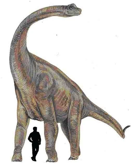 Paluxysaurus | Wiki ACAM | Fandom