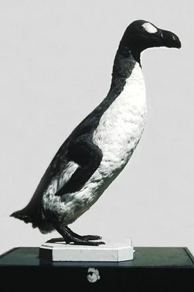 Alca gigante (Pinguinus impennis) | Wiki ACAM | Fandom