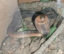 Cobras. | Wiki ACAM | Fandom