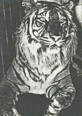Tigre de Java | Wiki ACAM | Fandom