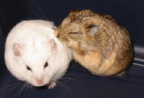 Hámsters | Wiki ACAM | Fandom