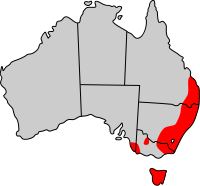 Wombat común | Wiki ACAM | Fandom