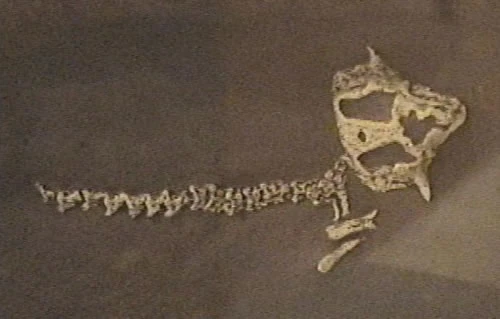 Hypsognathus | Wiki ACAM | Fandom