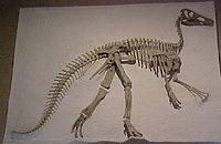 Claosaurus | Wiki ACAM | Fandom