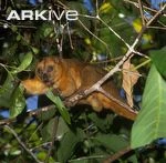 Cuscús moteado negro | Wiki ACAM | Fandom