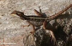 Basilisco real, no mitológico. | Wiki ACAM | Fandom